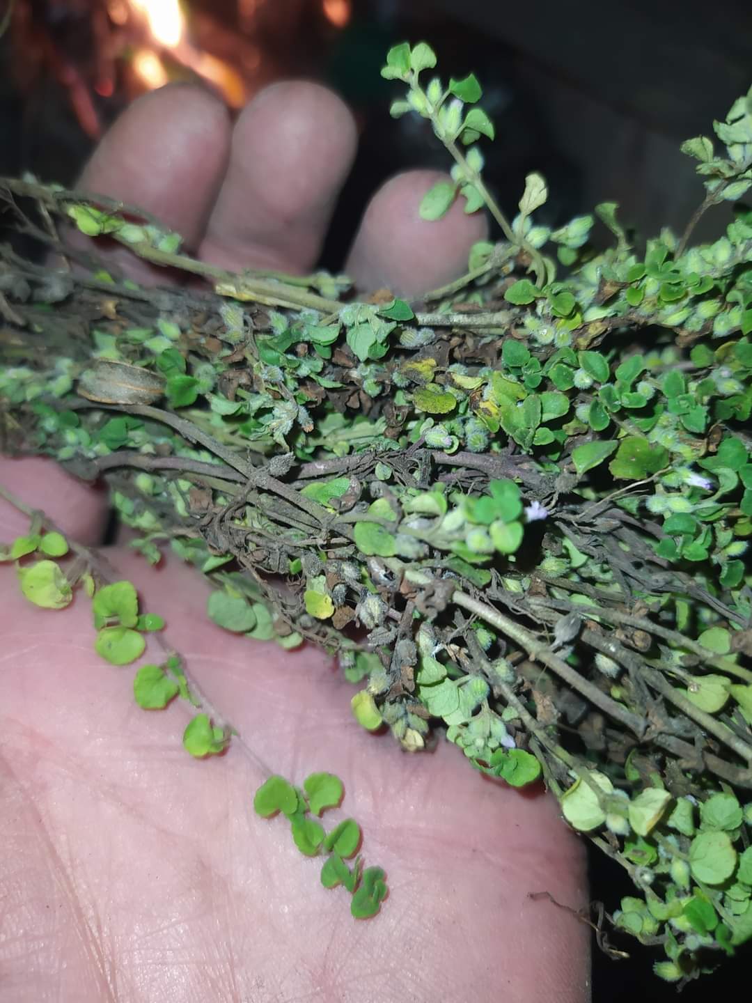 La planta de Sunfo - Artesanías Ecuatorianas